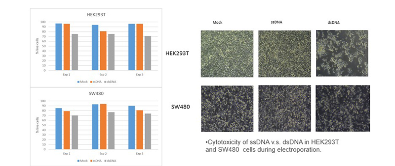 ssDNA合成 - 金唯智官网